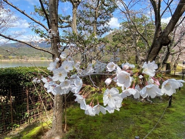 平安郷 庭苑「春の特別公開2025」へ: 古寺とお城の旅日記